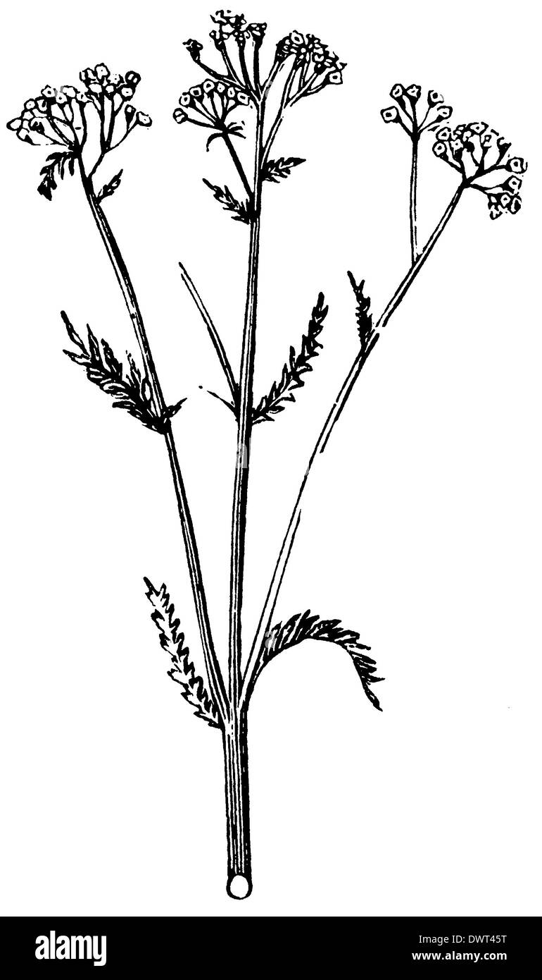 Drawing of yarrow hi-res stock photography and images - Alamy