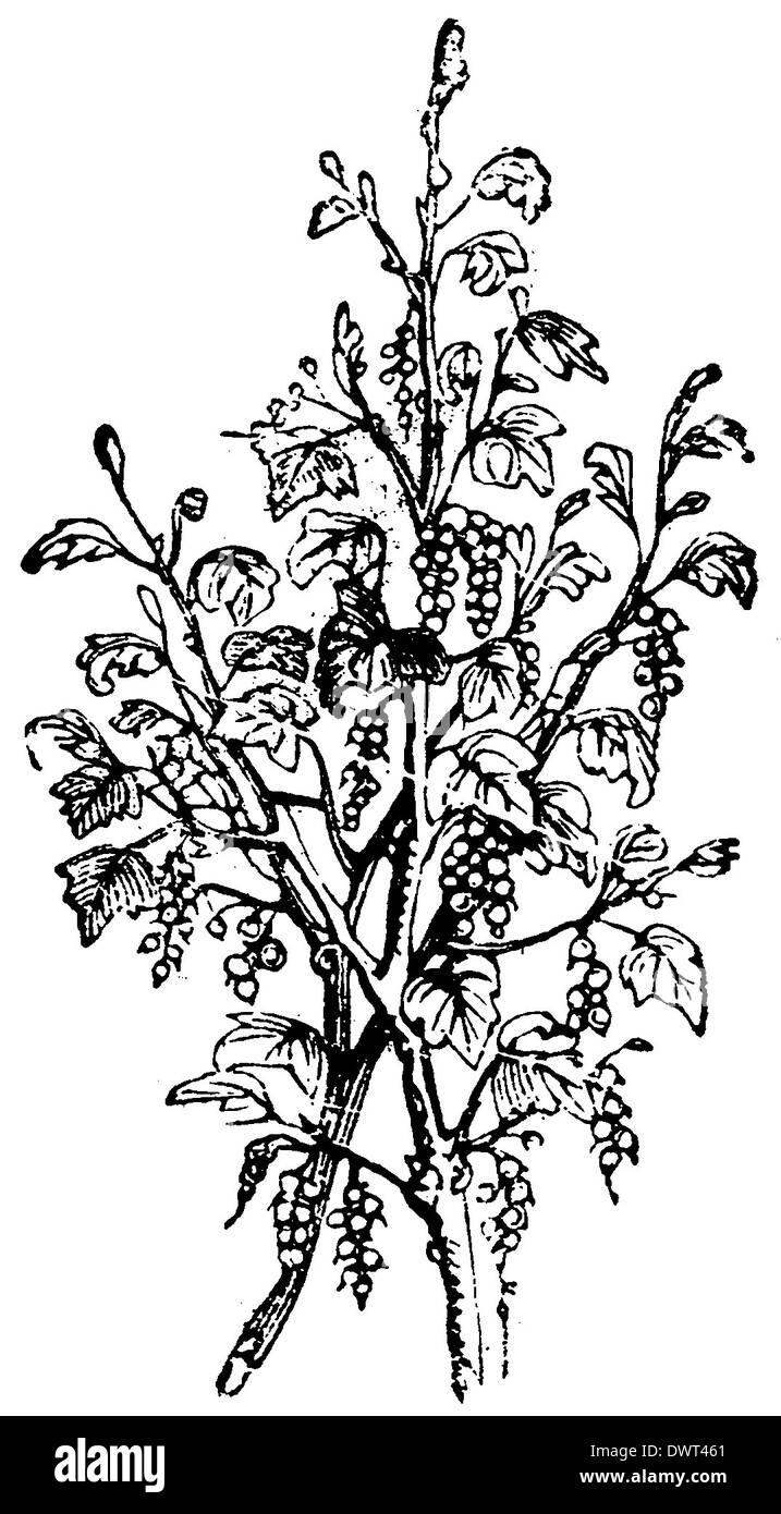 Drawing of black currant hi-res stock photography and images - Alamy