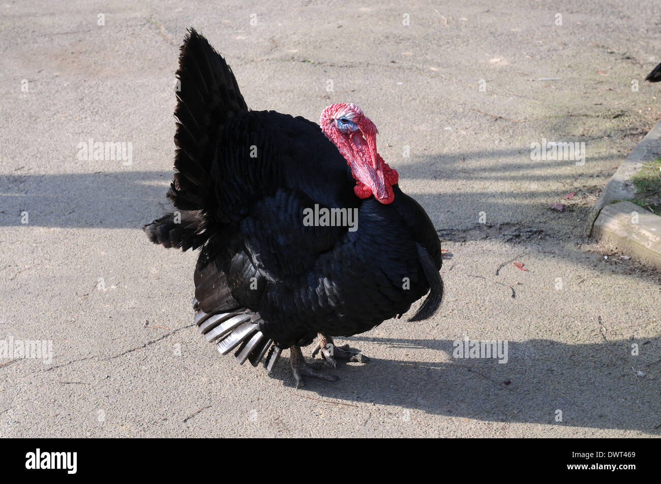 Turkey country farming hi-res stock photography and images - Alamy