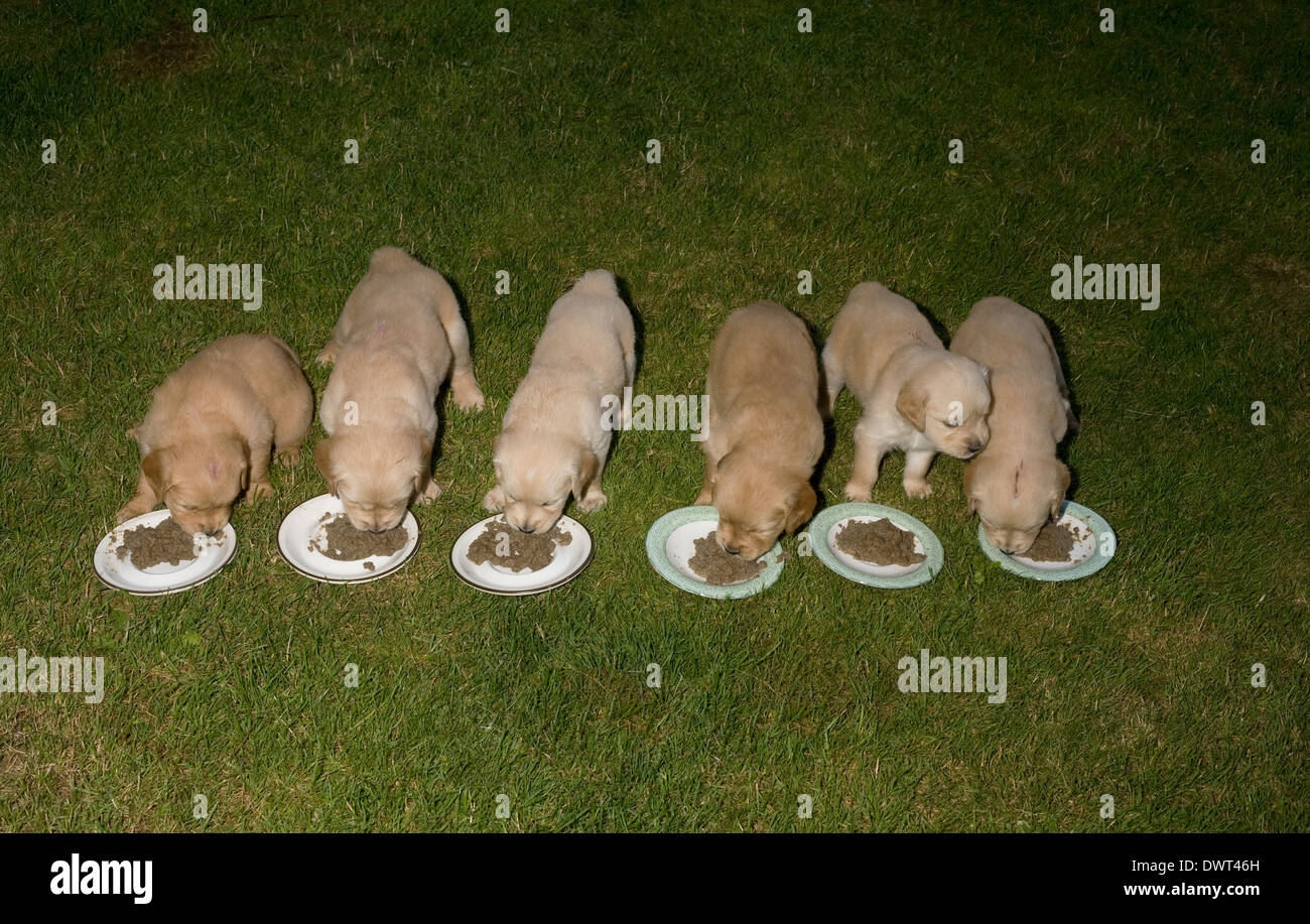 Five week old puppies hi-res stock photography and images - Alamy