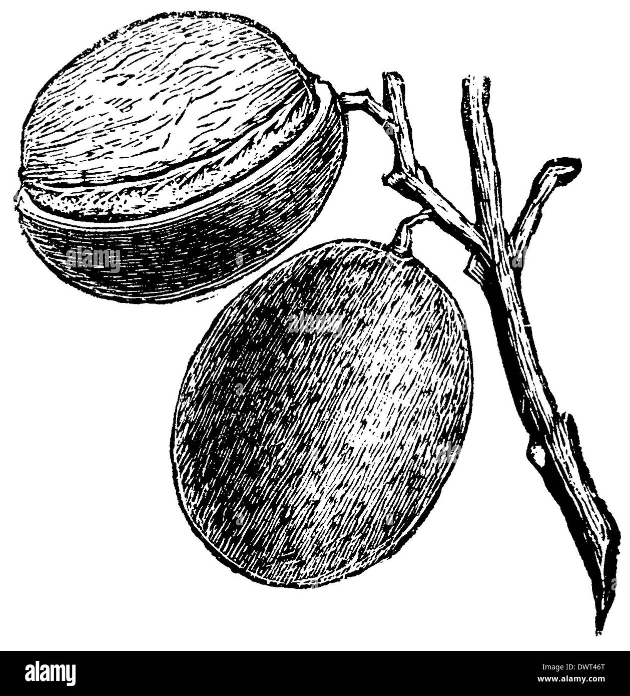 Walnut green Black and White Stock Photos & Images - Alamy