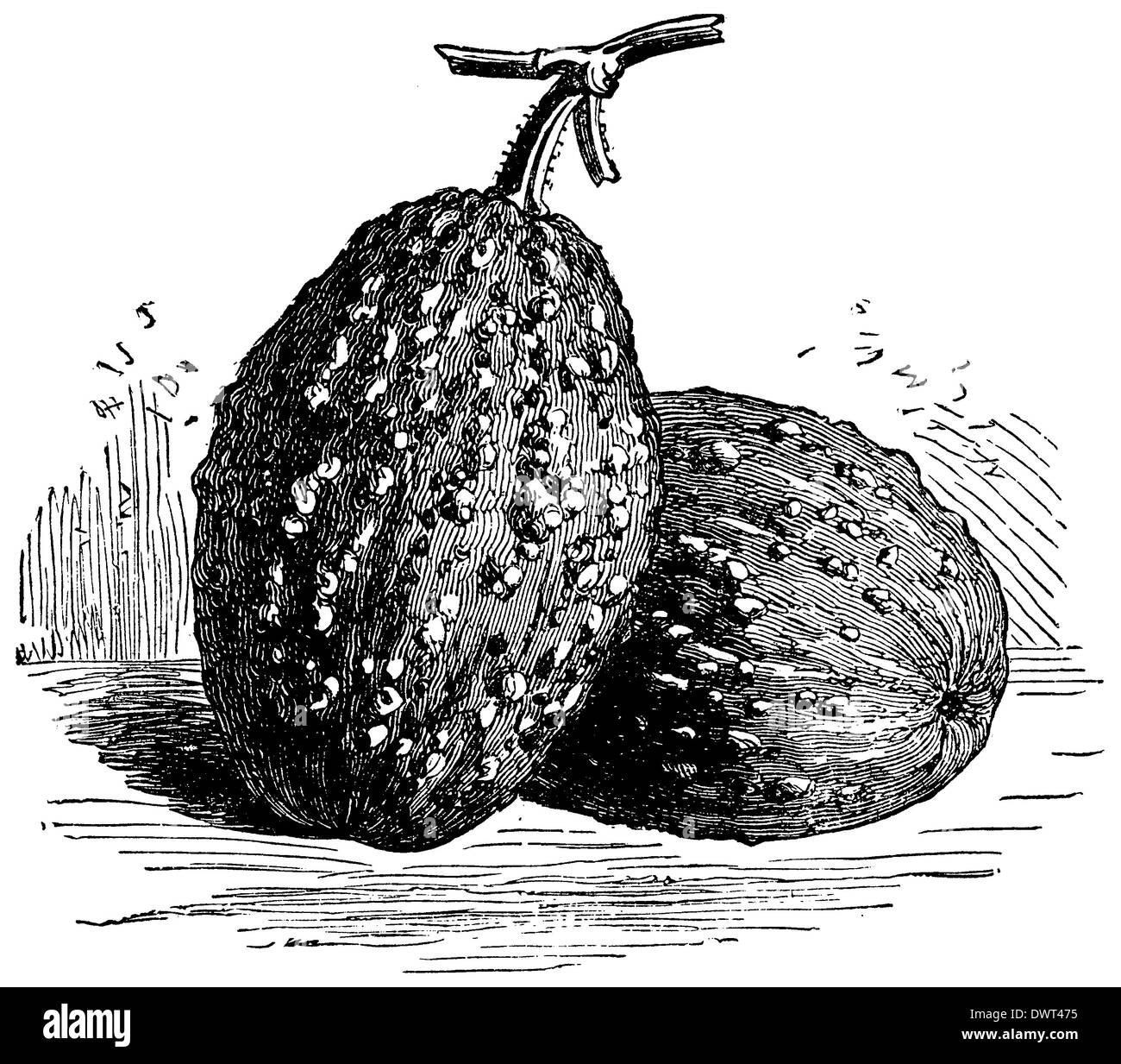 Black and white gourd hi-res stock photography and images - Alamy