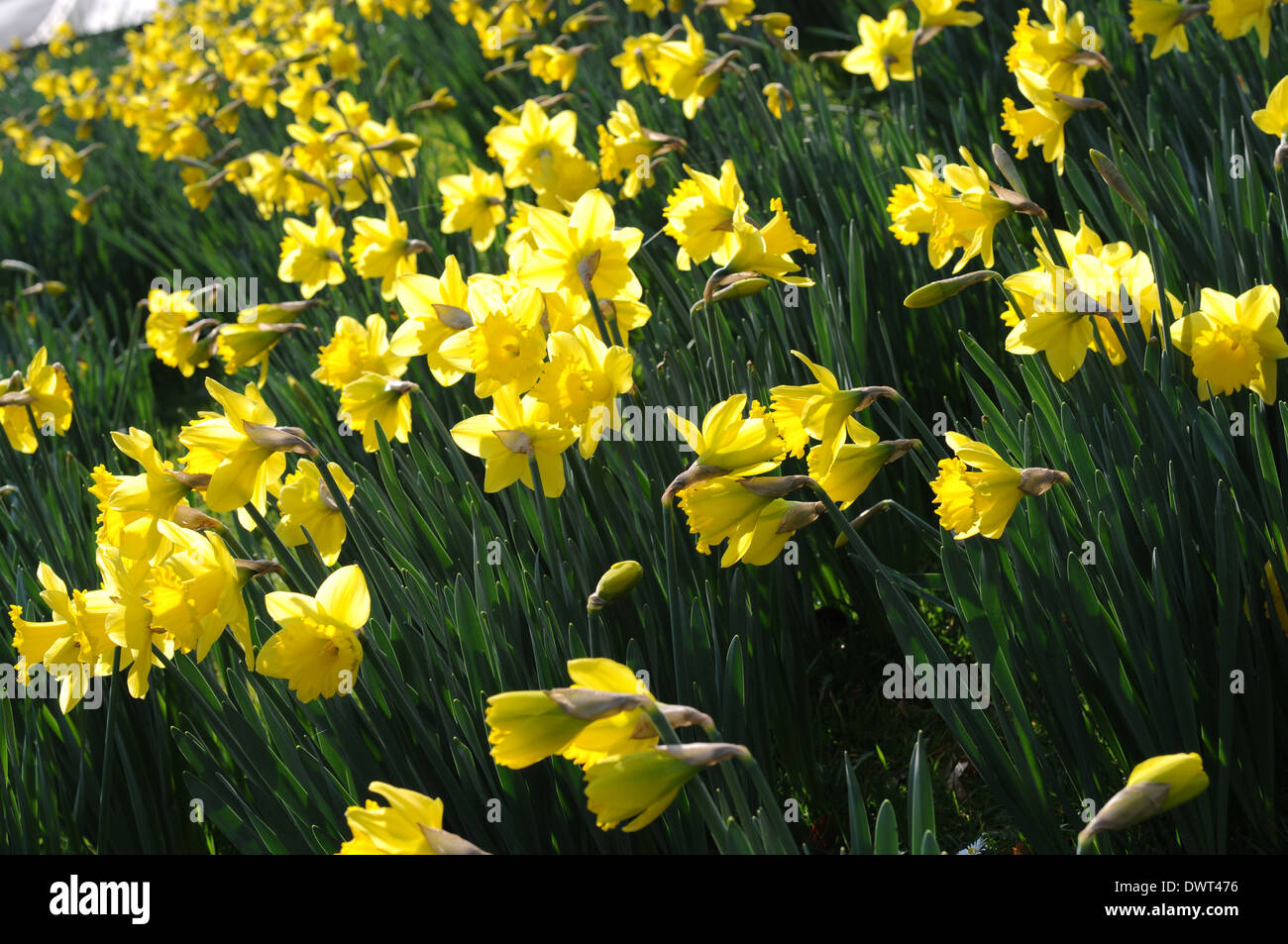 Spring daffodils growing in the English countryside Stock Photo - Alamy