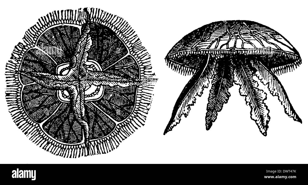 Bottom right Black and White Stock Photos & Images - Alamy