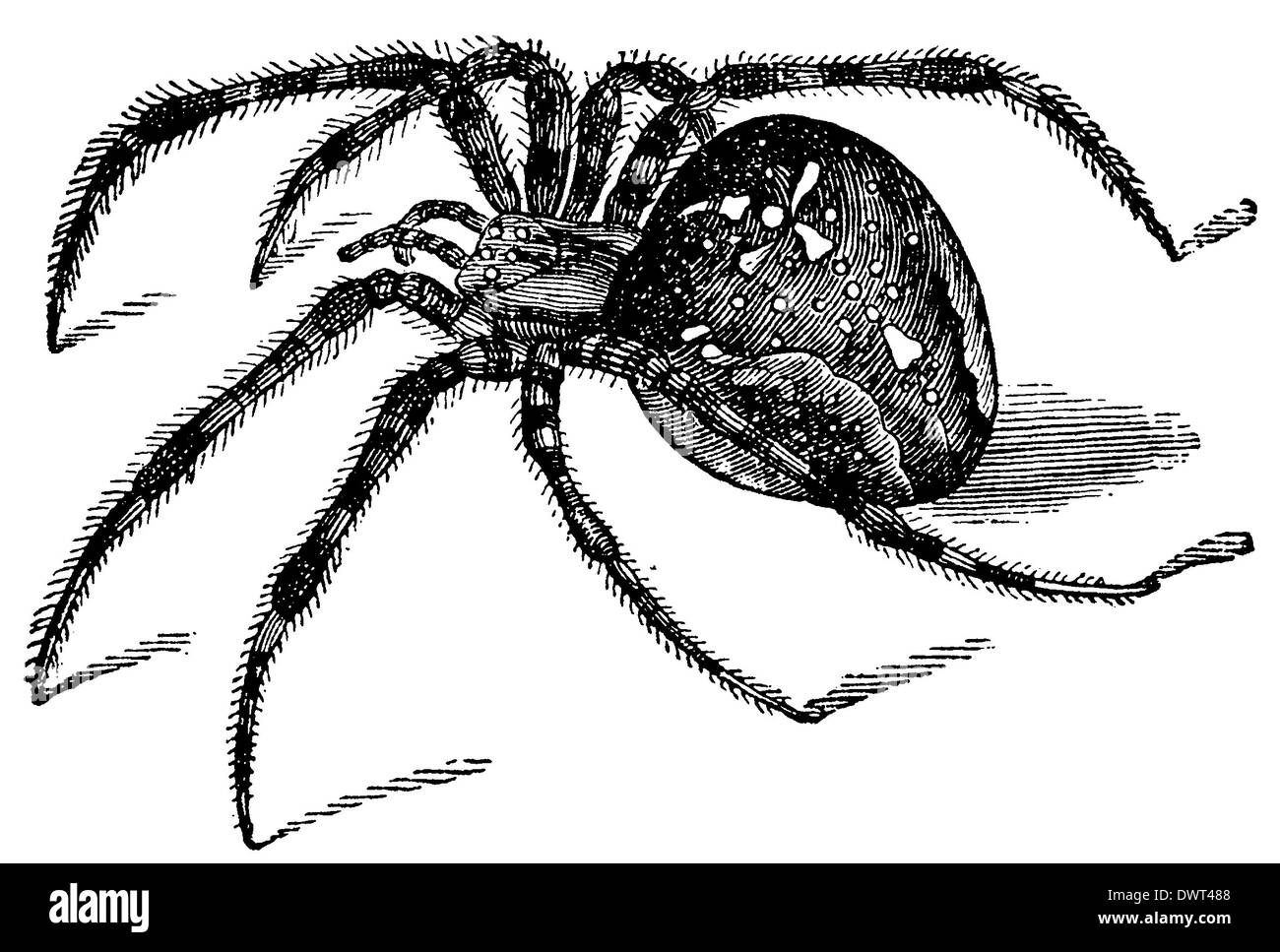 Spider drawing engraving Cut Out Stock Images & Pictures - Alamy