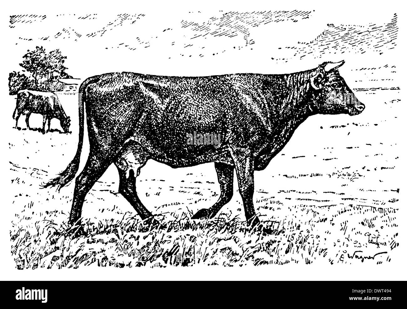 Angler cattle hi-res stock photography and images - Alamy