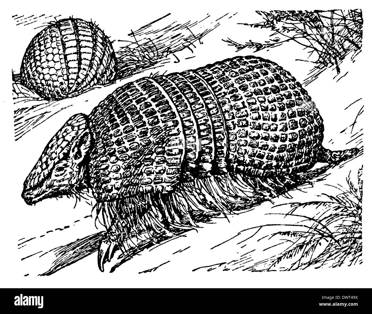 What is an armadillo Black and White Stock Photos & Images - Alamy