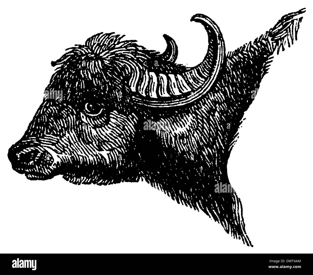 Drawing of buffalo hi-res stock photography and images - Alamy