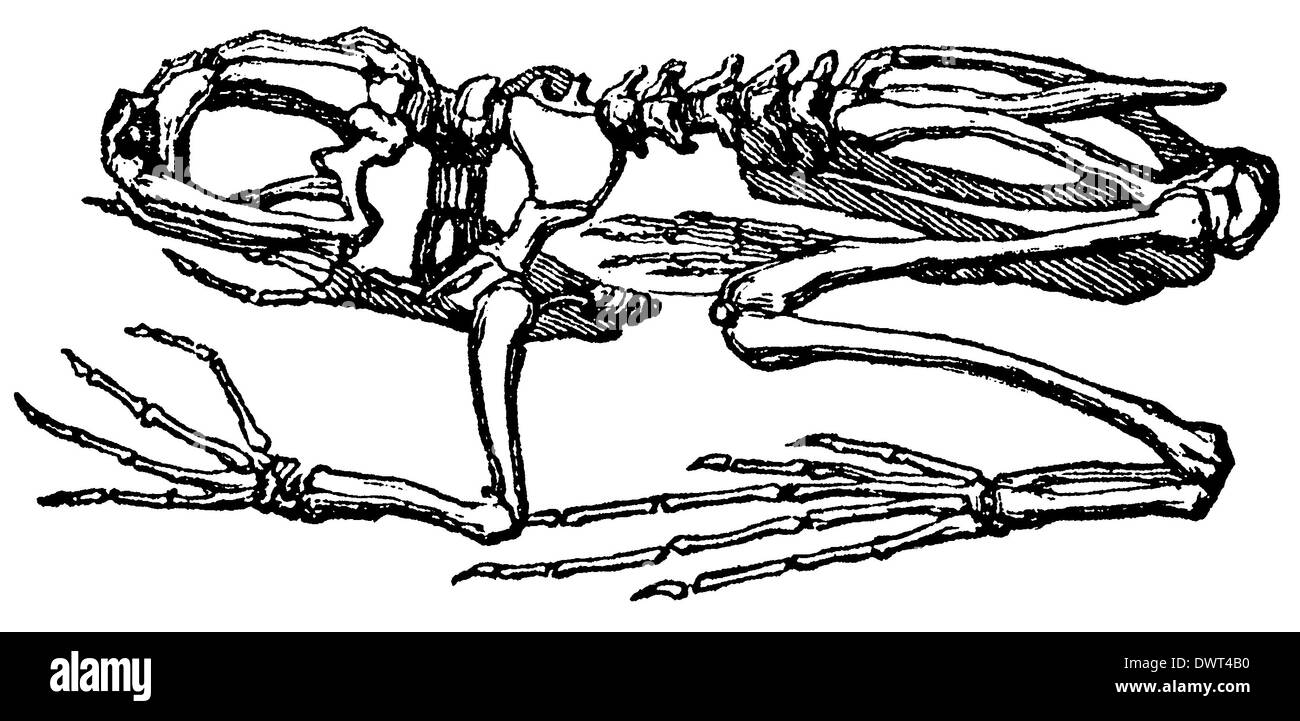 Animal skeleton drawing hi-res stock photography and images - Alamy