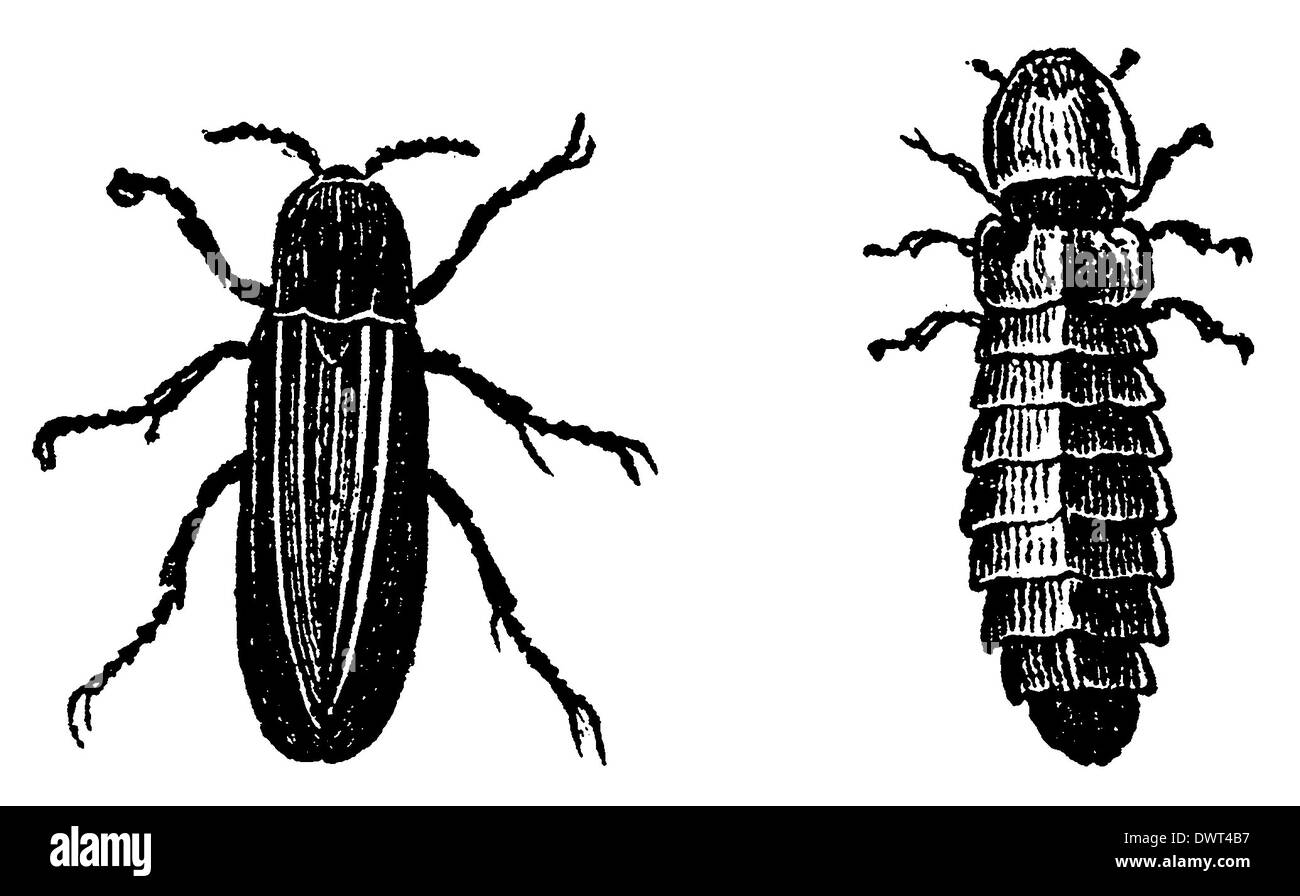 Firefly Black and White Stock Photos & Images - Alamy