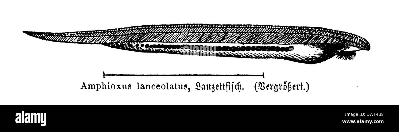 Lancelets hi-res stock photography and images - Alamy
