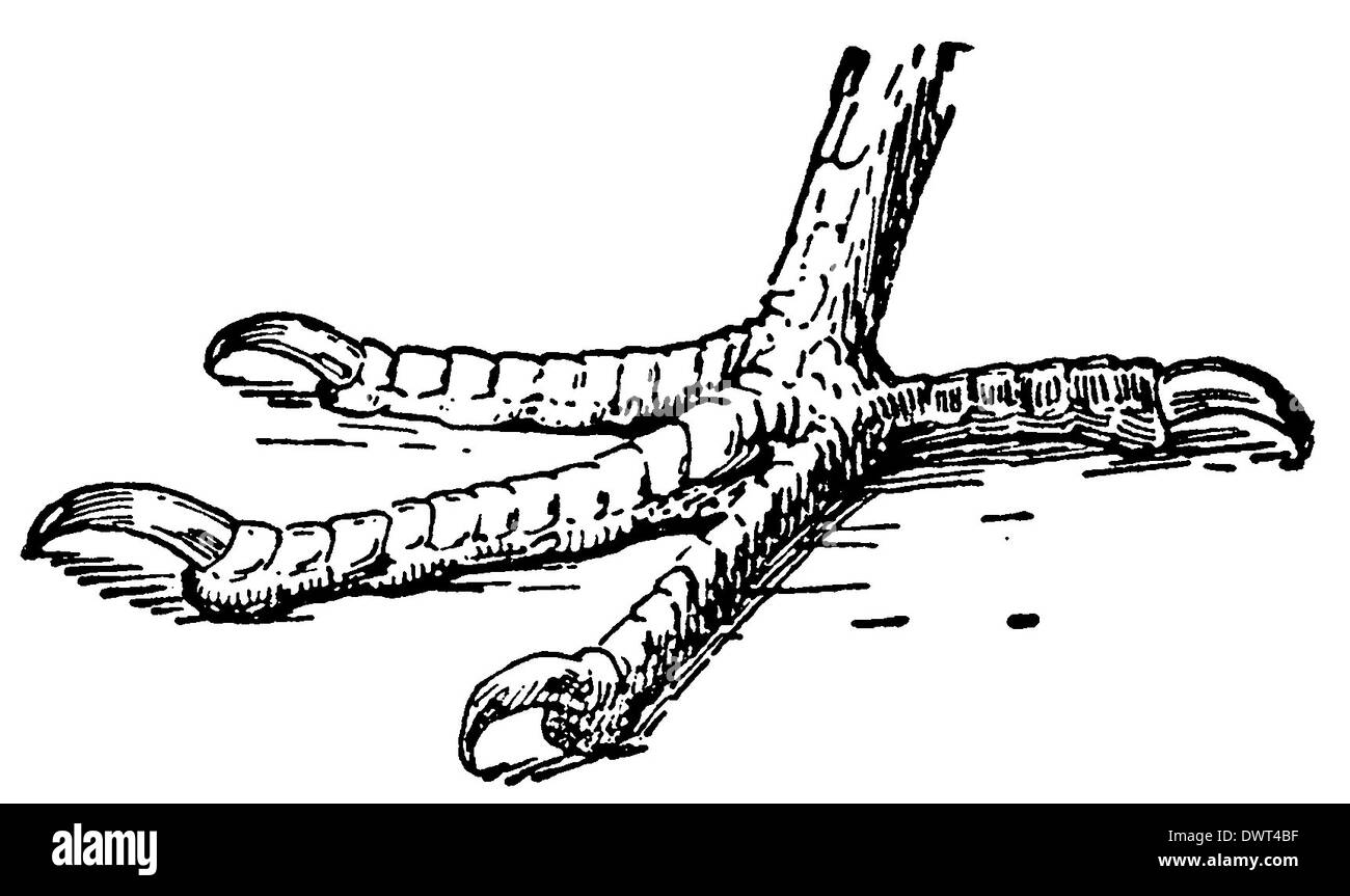 Black and white dove drawing hi-res stock photography and images - Alamy