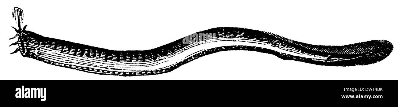 Hagfish hi-res stock photography and images - Alamy