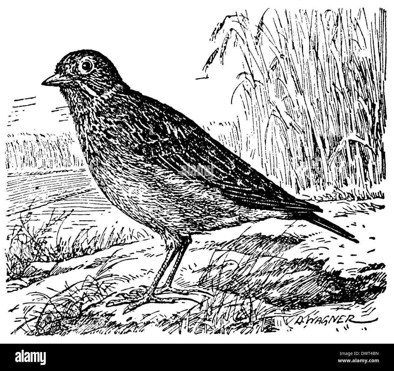 Skylark bird drawing hi-res stock photography and images - Alamy