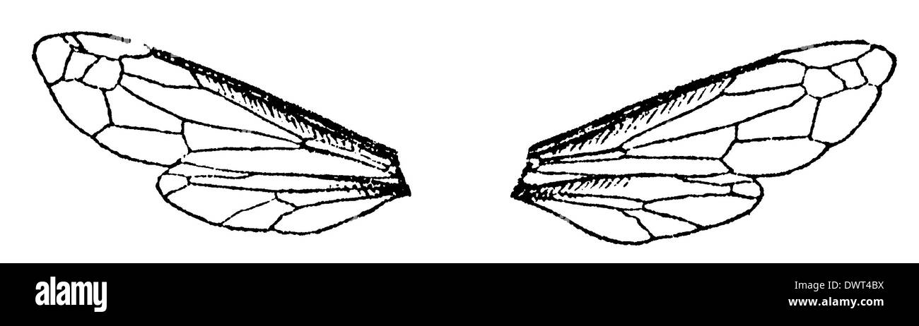 Hornet: Wing Stock Photo - Alamy