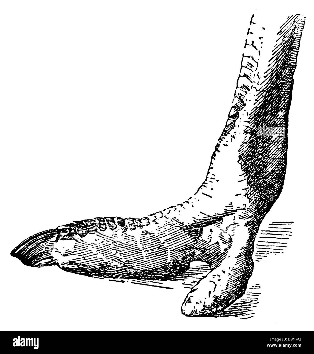 Drawing of an ostrich hi-res stock photography and images - Alamy