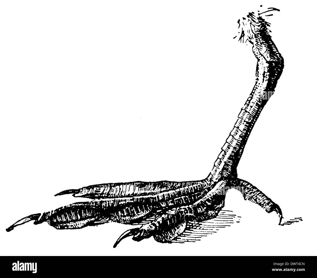 Black and white coot Black and White Stock Photos & Images - Alamy