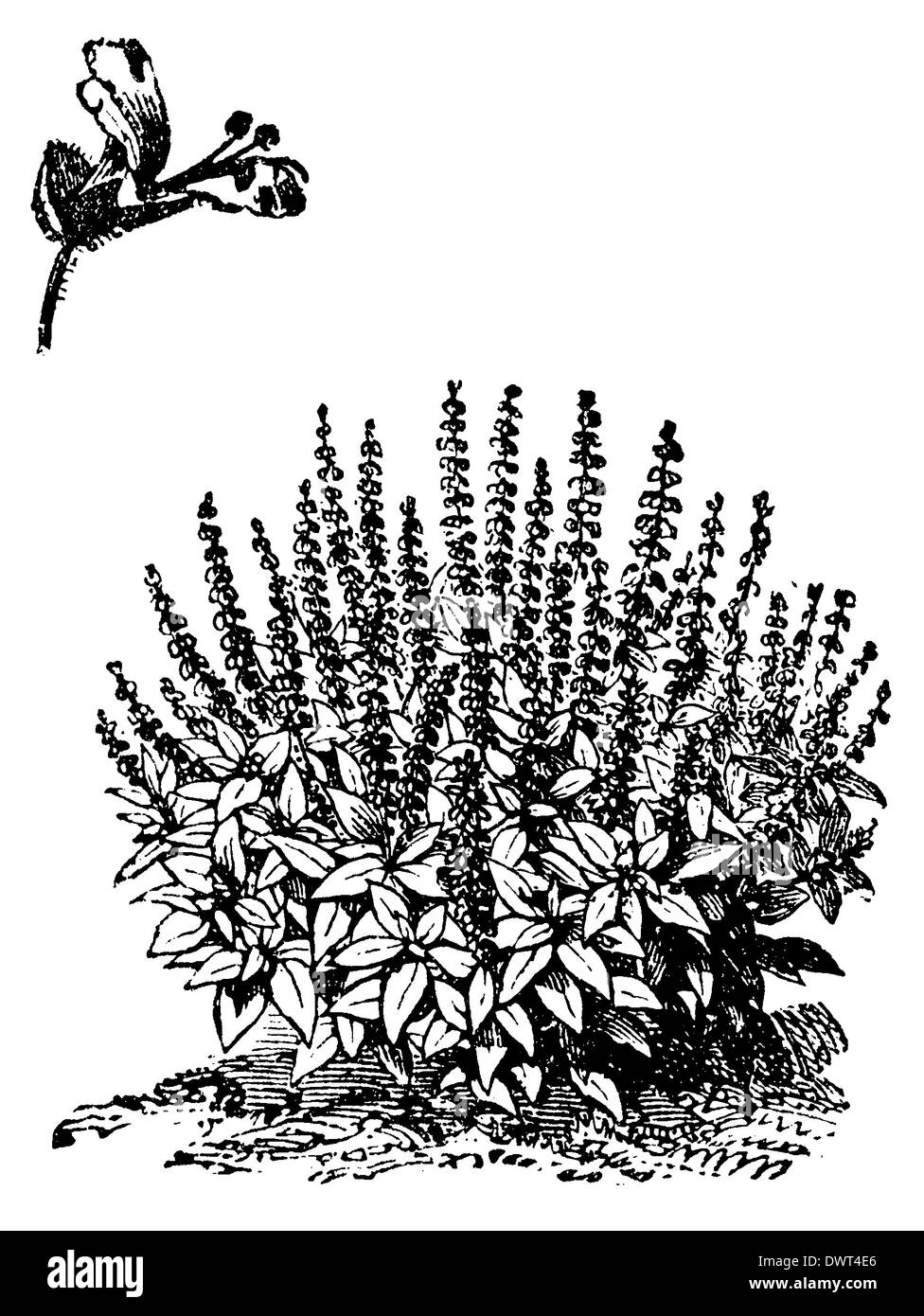 Lamiaceae (mint) drawing hi-res stock photography and images - Alamy