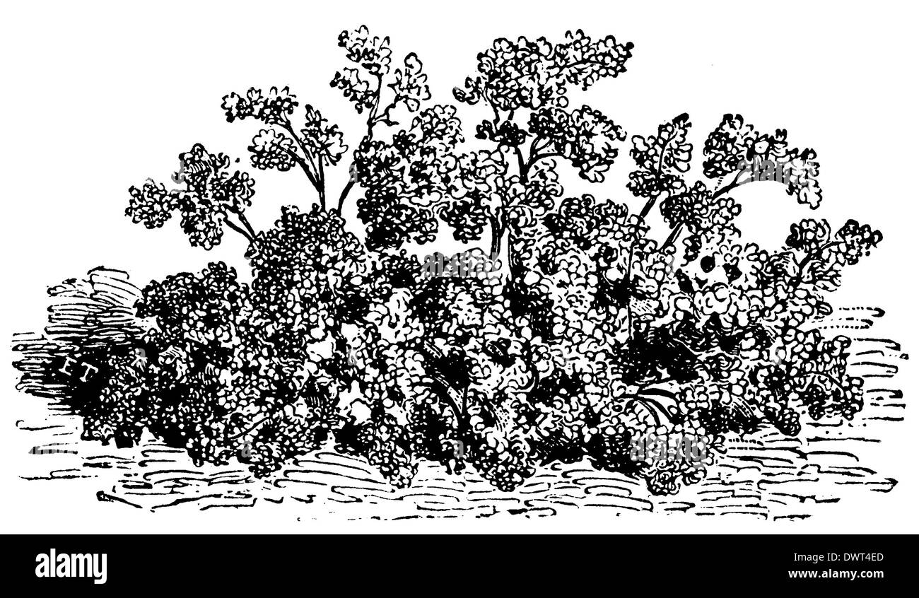 White chervil Black and White Stock Photos & Images - Alamy