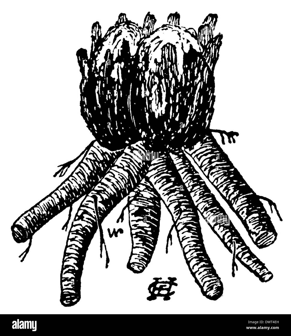 Rhubarb, root section for replanting Stock Photo - Alamy