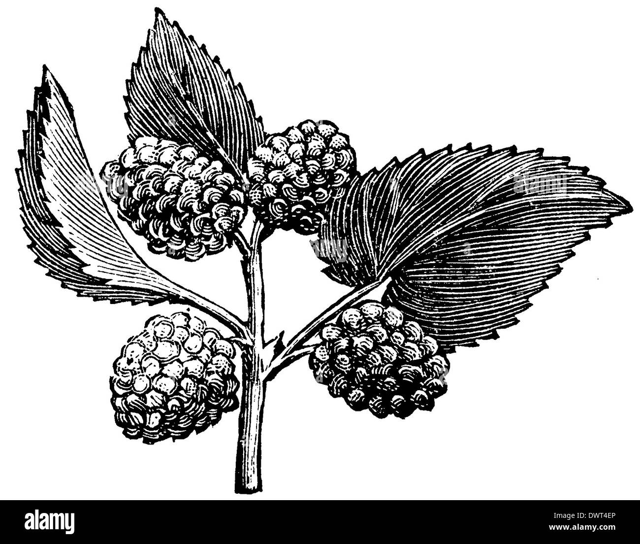 Mulberry family Cut Out Stock Images & Pictures - Alamy