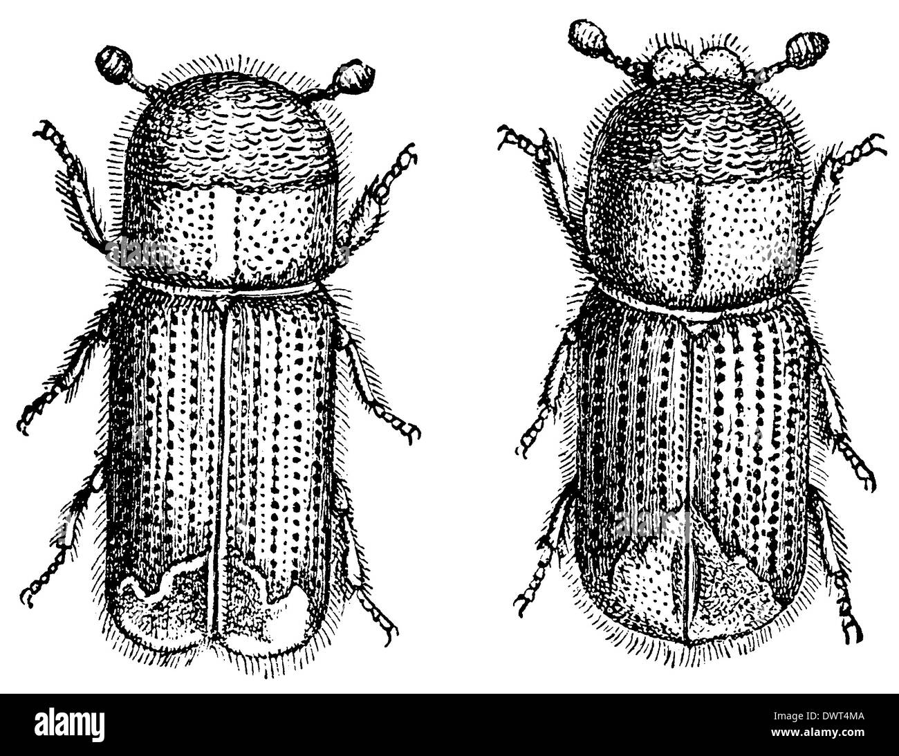 Drawing beetle Black and White Stock Photos & Images - Alamy