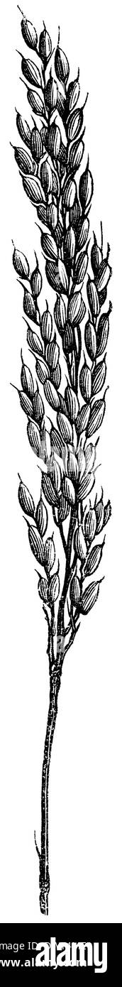 Rice engraving hi-res stock photography and images - Alamy