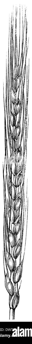 Rye botanical illustration Black and White Stock Photos & Images - Alamy