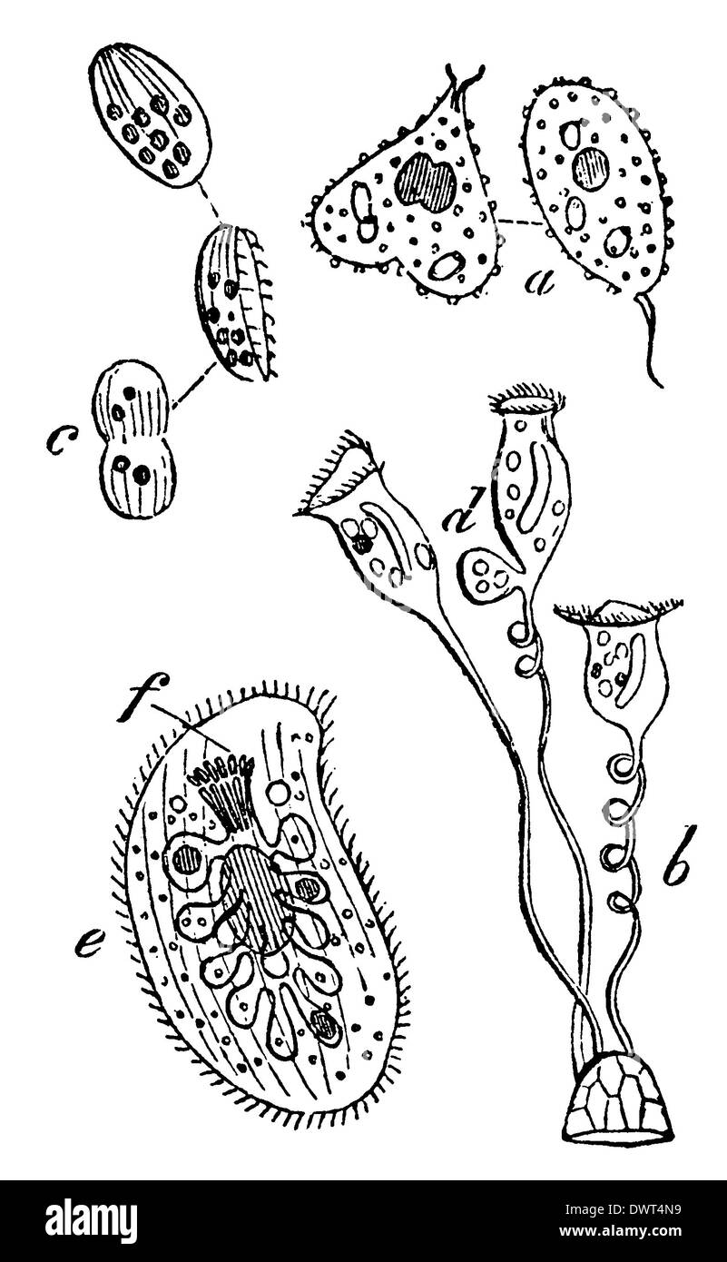 Infusoria hi-res stock photography and images - Alamy