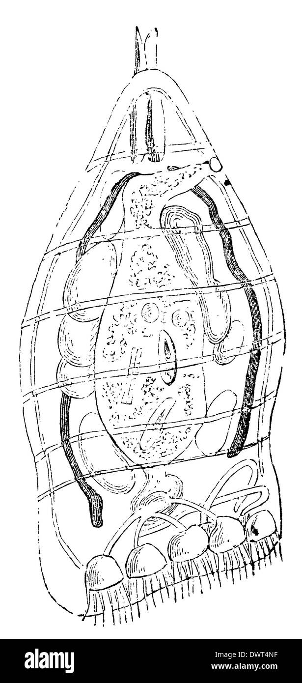 Rotifer hi-res stock photography and images - Alamy