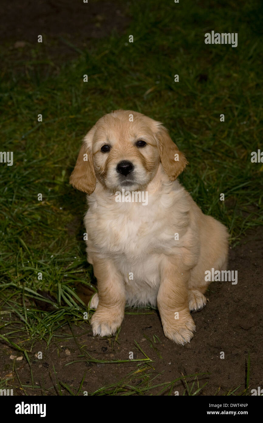 Gracie, Yorkbeach Golden Sea Angel, 7 week old female golden retriever ...