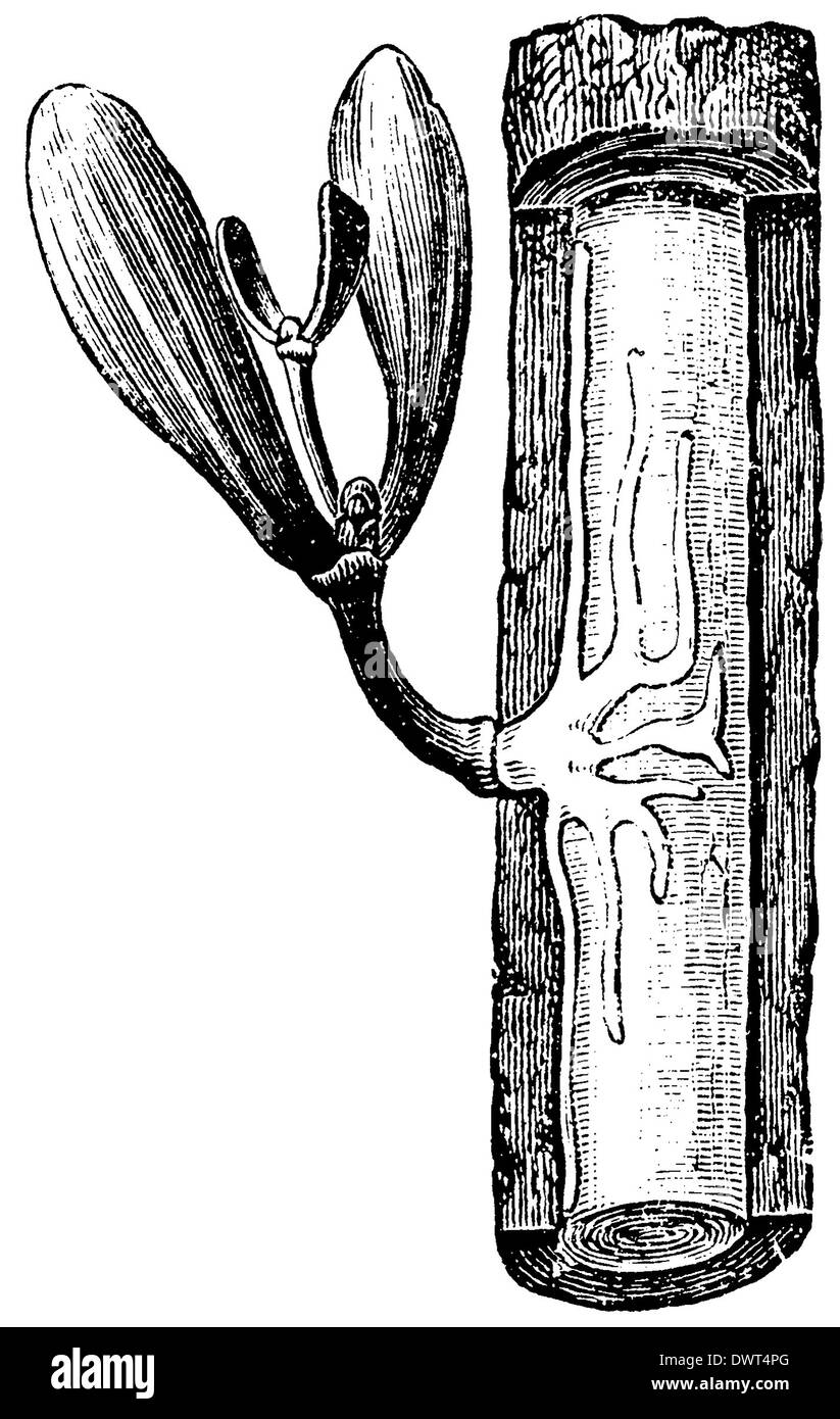 Mistletoe botanical illustration hi-res stock photography and images ...