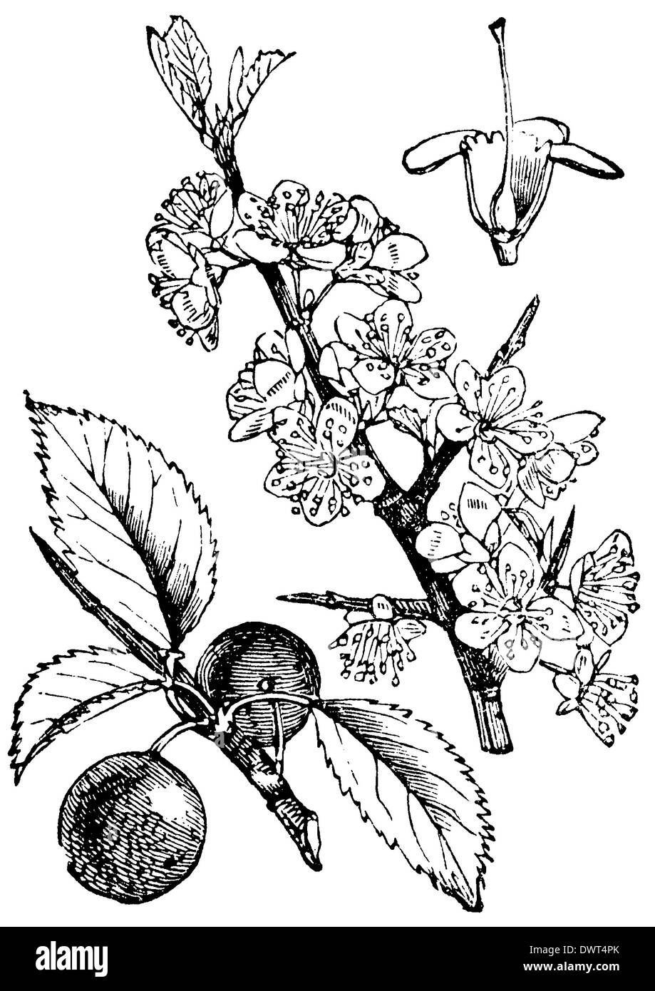 Prunus spinosa drawing Cut Out Stock Images & Pictures - Alamy