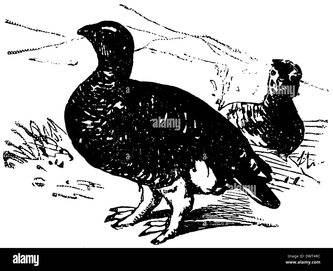 Grouse drawing hi-res stock photography and images - Alamy