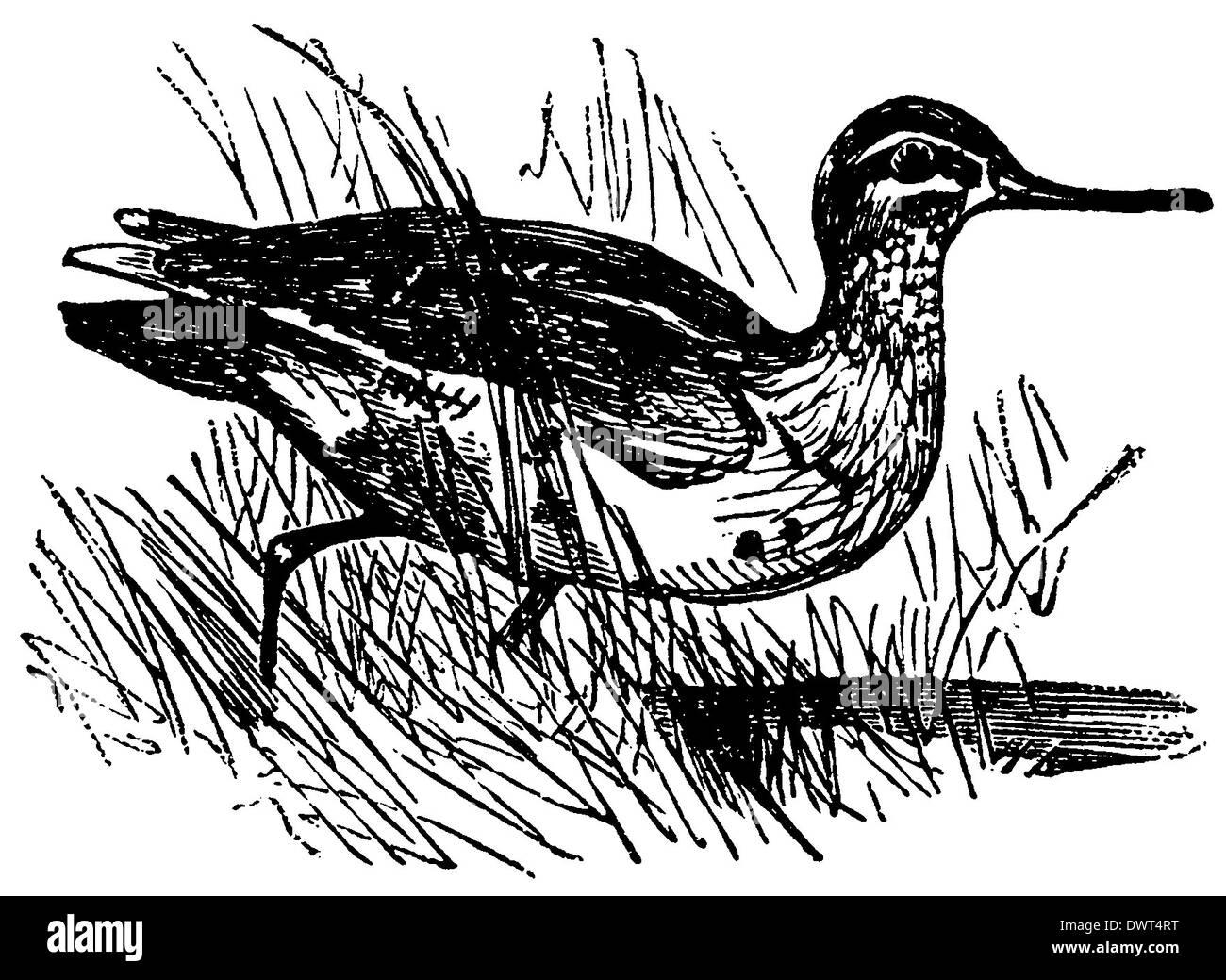 Snipe Black and White Stock Photos & Images - Alamy