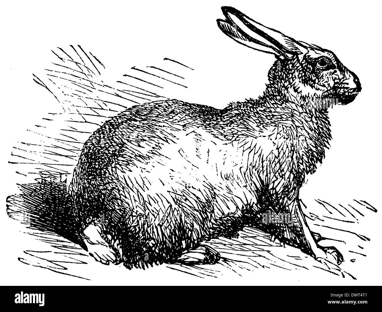 Hare Drawing how to draw hares - Google Search | Drawings, Animal art ...