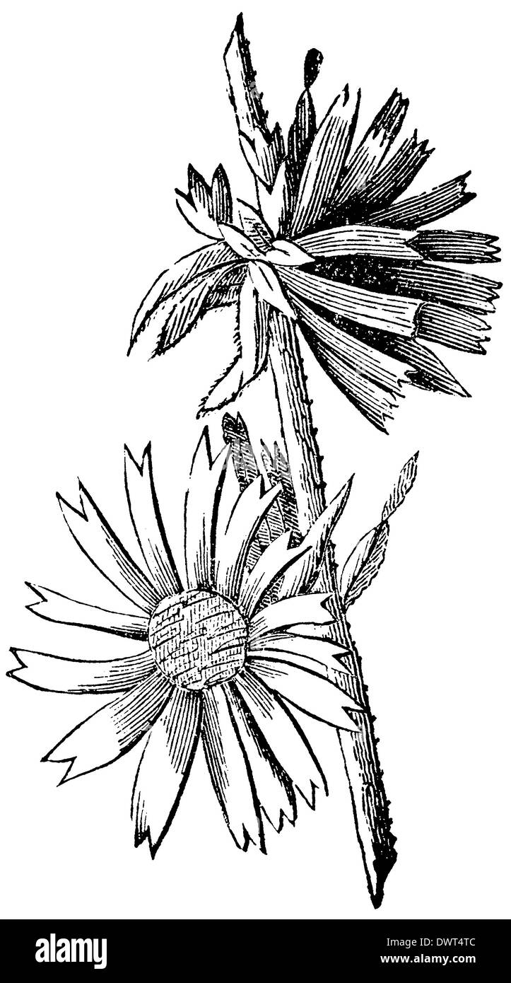 Botanical drawing chicory Black and White Stock Photos & Images - Alamy