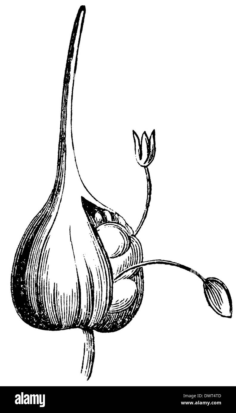 Garlic drawing Cut Out Stock Images & Pictures - Alamy