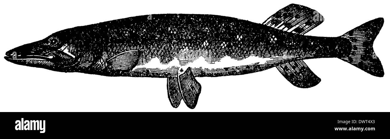 White pike hi-res stock photography and images - Alamy