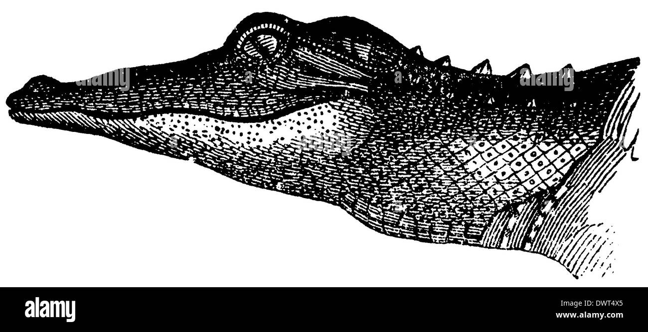 Alligator Head Outline