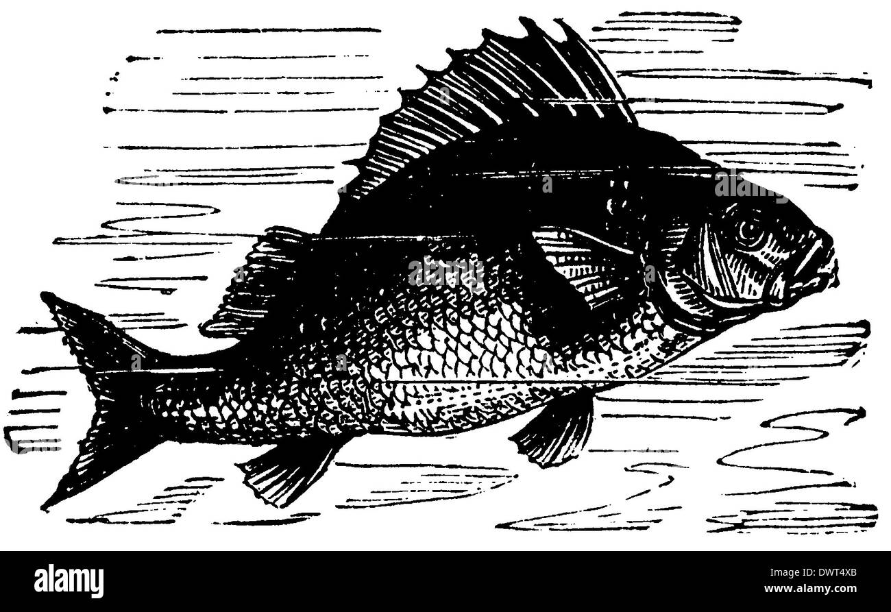 Ruffe fish hi-res stock photography and images - Alamy