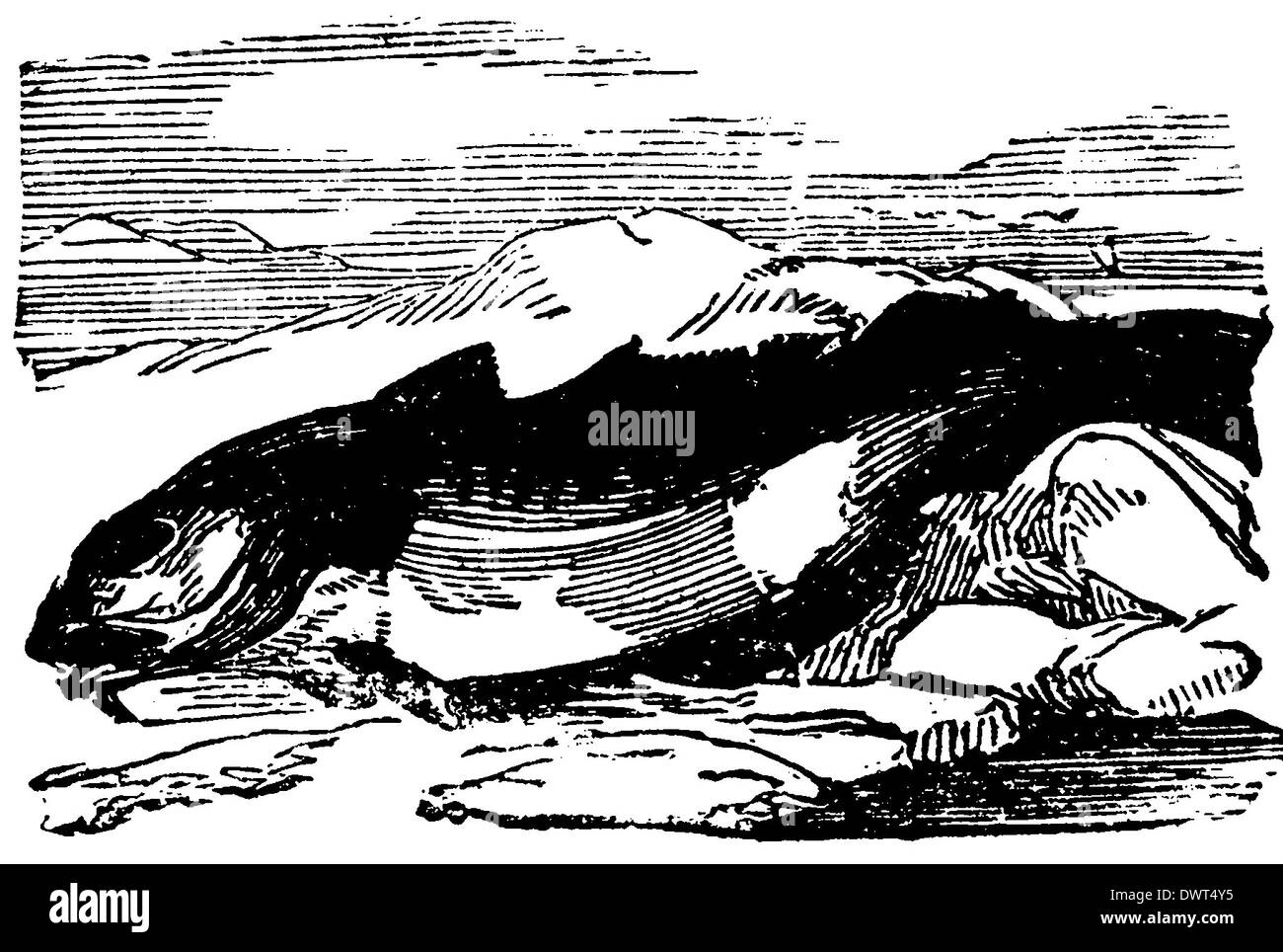 Cod fish engraving Black and White Stock Photos & Images - Alamy