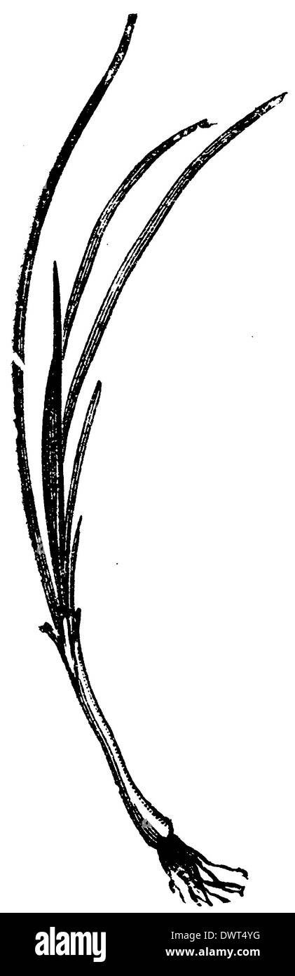 Desenho Cebolinha Para Colorir