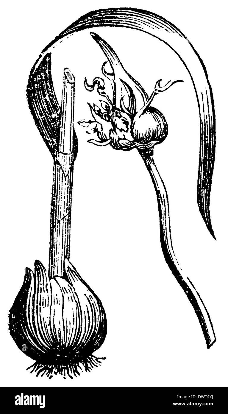 Garlic drawing hi-res stock photography and images - Alamy