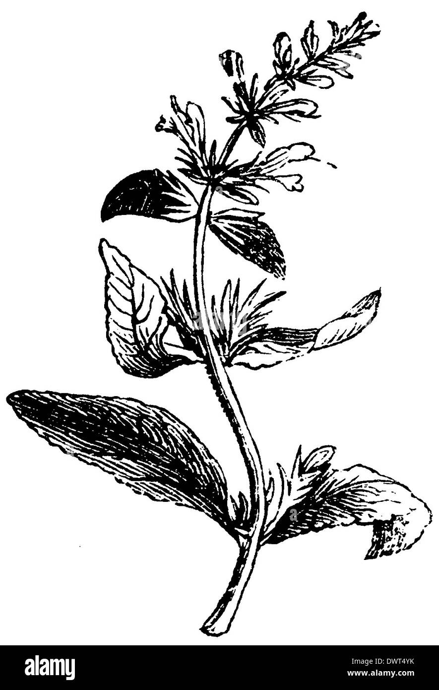 Lamiaceae (mint) drawing Black and White Stock Photos & Images - Alamy