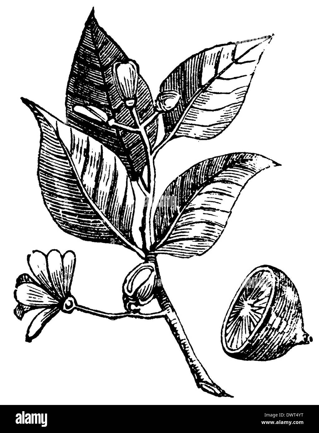 Lemon illustration vintage Black and White Stock Photos & Images - Alamy