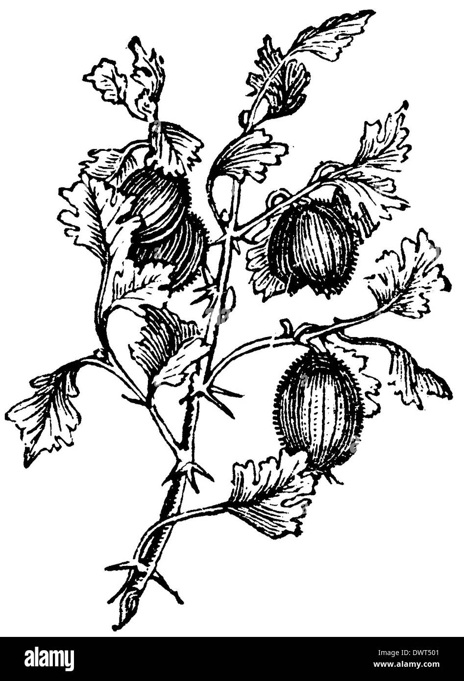 Gooseberry drawing hi-res stock photography and images - Alamy
