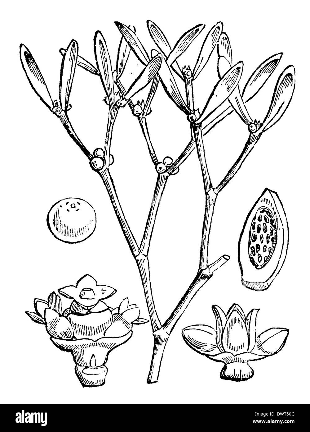 Mistletoe botanical illustration hi-res stock photography and images ...
