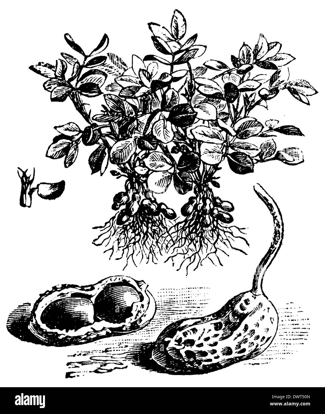 Peanut plant drawing hi-res stock photography and images - Alamy