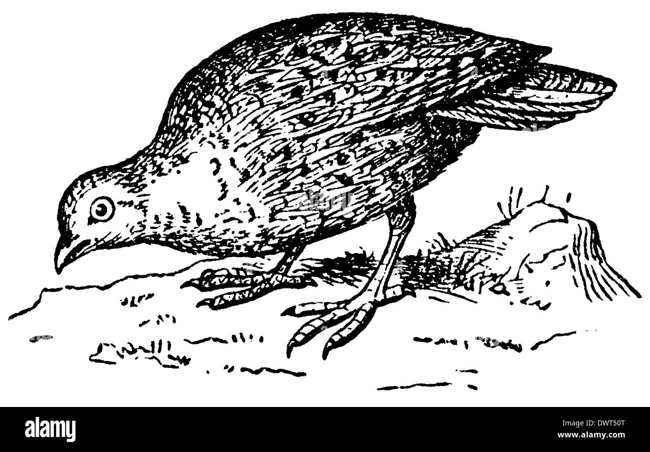 Partridge drawing hi-res stock photography and images - Alamy